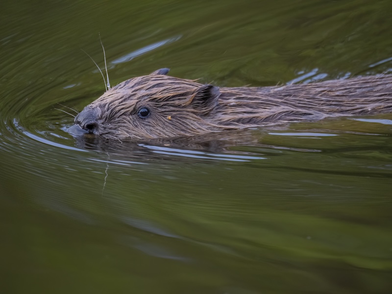 Beavers set to be released in River Beauly, Highlands – FionaOutdoors