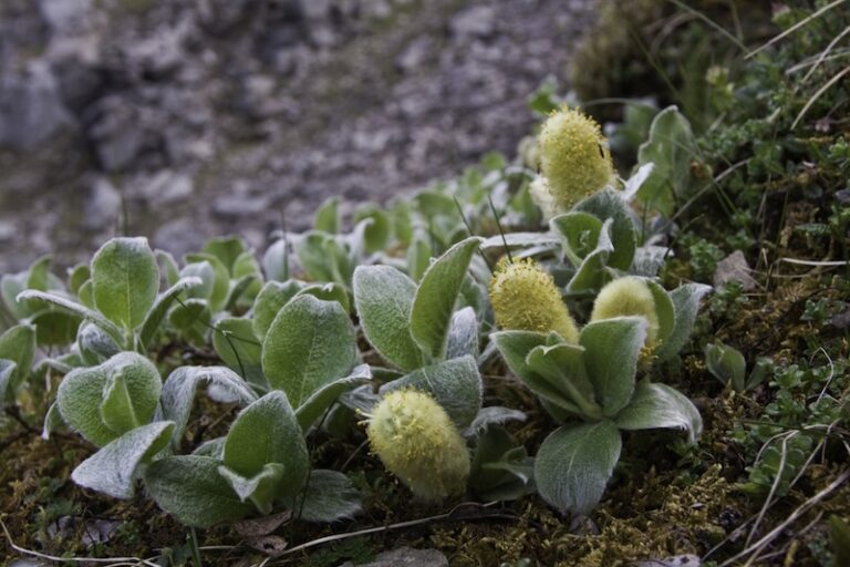 Rare mountain plants to be restored at Ben Lui – FionaOutdoors